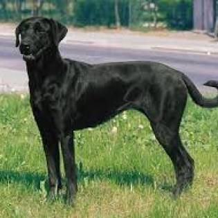 Majorcan Shepherd Dog characteristics