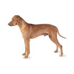 Rhodesian Ridgeback characteristics