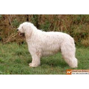 South Russian Shepherd Dog characteristics