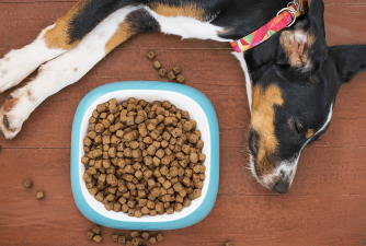 Why Do Dogs Vomit Undigested Food