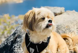 Alabai Dog - Fun facts about the Wolf Crusher dog