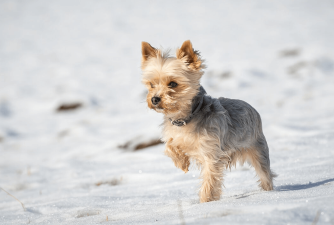 Do Yorkshire Terrier Shed