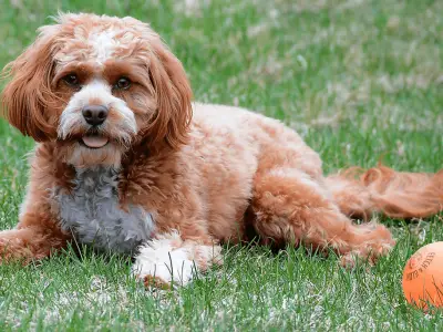 Interesting Cane Corso Fun Facts