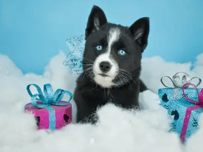 Chinese Crested Dogs: Unknown Legacy