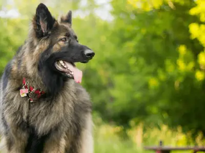 Labrador Retriever and kids