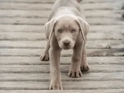 Samoyed - breed and size