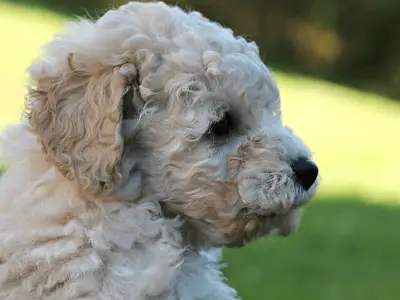 Chow Chow Official Colors