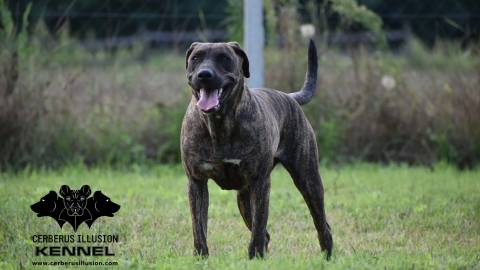 Reseña del criador: el Cimarrón uruguayo