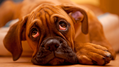 Why Do Dogs Sigh