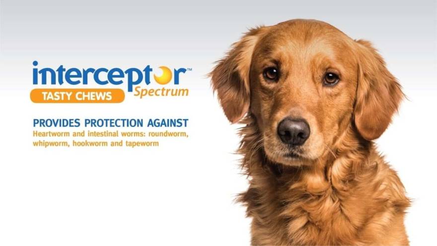 Is Interceptor Plus for Dogs a Good Choice?