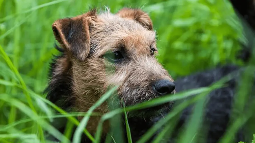 What is Ratting?