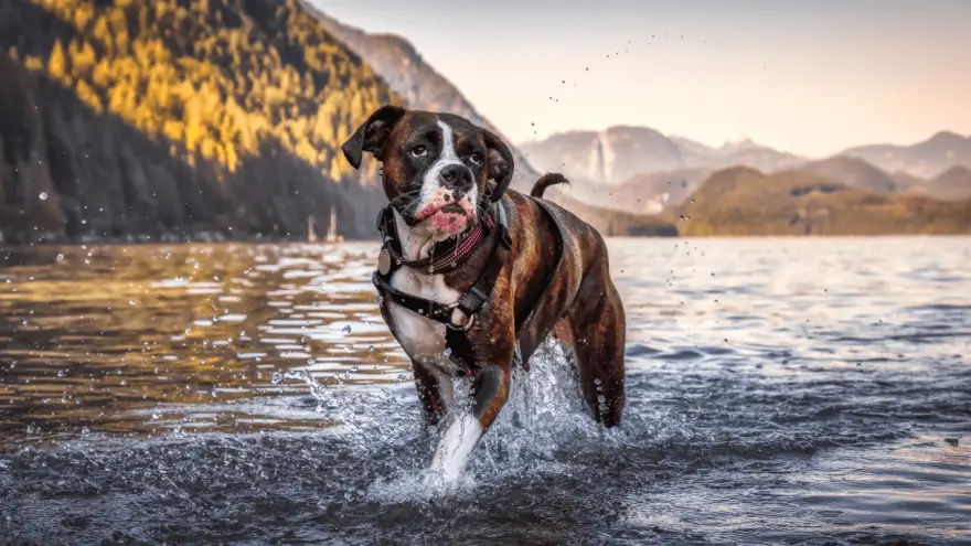 Boxer | Dog Breed Info, Guide & Care