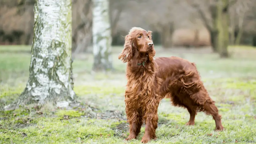 Irish Setter | Dog Breed Info, Guide & Care