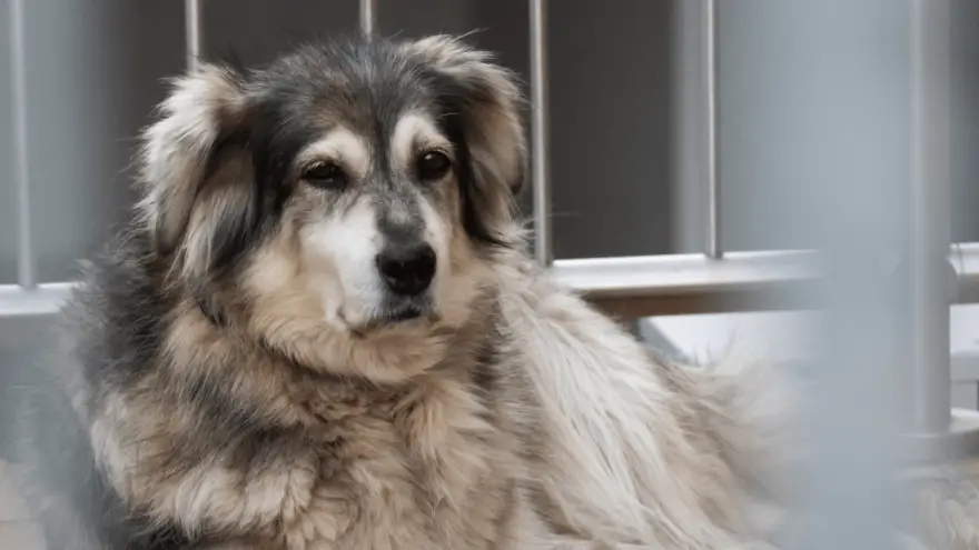 Karst Shepherd Dog | Breed Info, Guide & Care