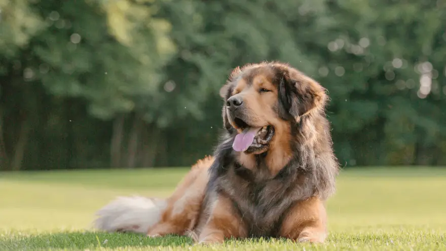 Tibetan Mastiff: Dog Breed Info, Guide & Care
