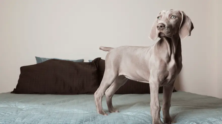 Weimaraner | Dog Breed Info, Guide & Care