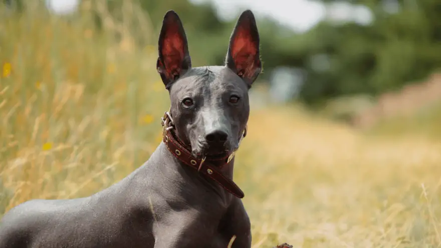 Xoloitzcuintli | Dog Breed Info, Guide & Care