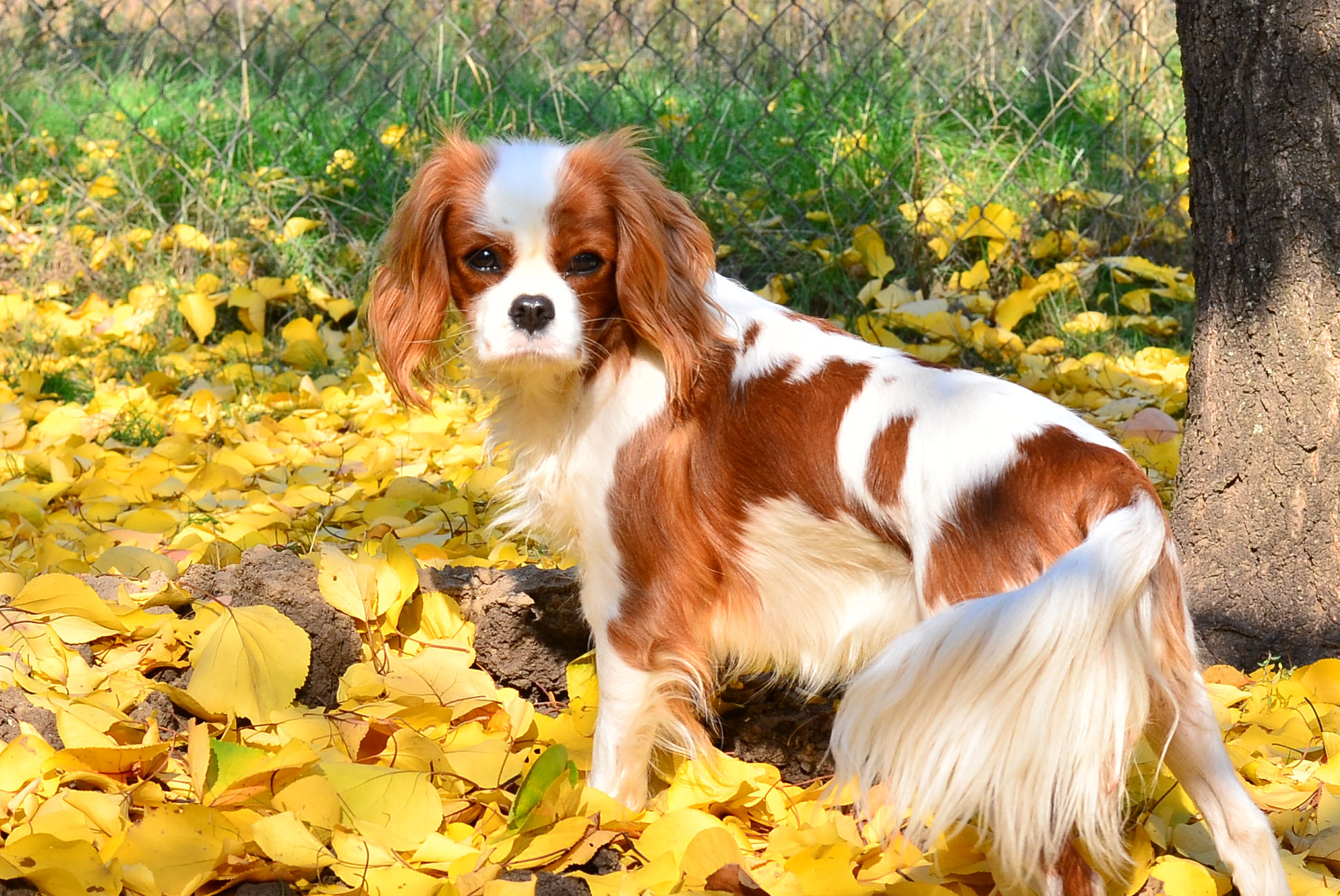 Florence Wind of Albion