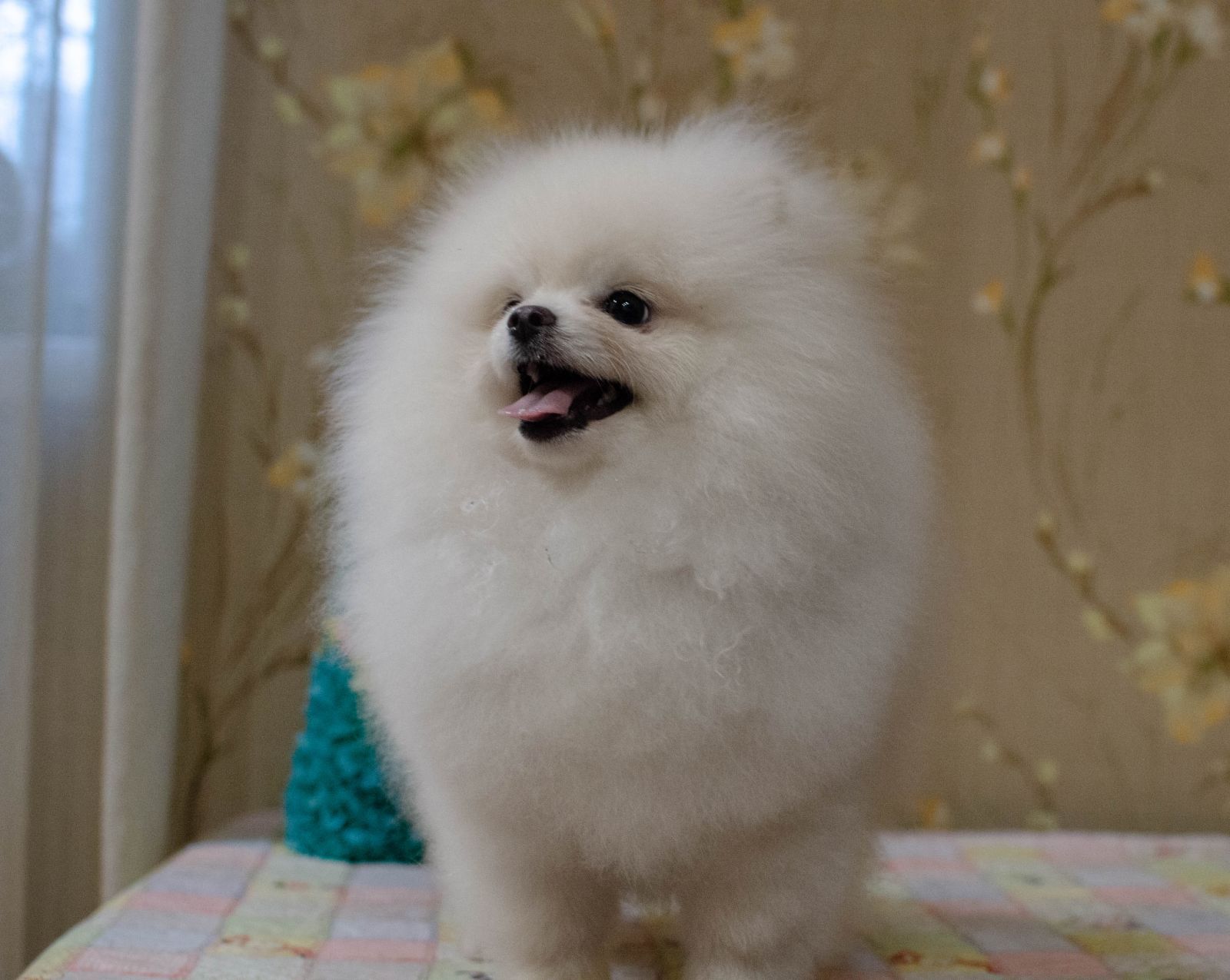 Малой