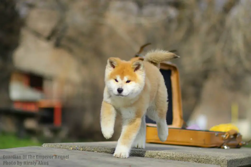 Guardian Of The Emperor Kennel Dog breeder