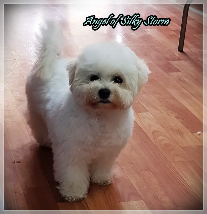 Cupidon's Arrow Angel of Silky Storm