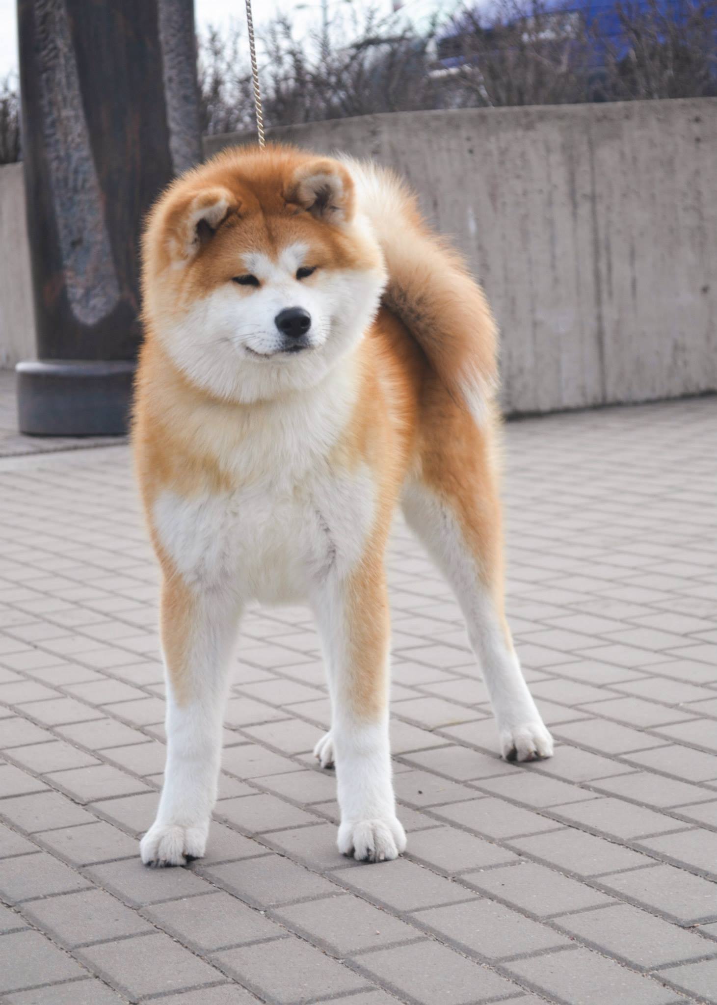 HANATABA GOU KENNEL Dog breeder