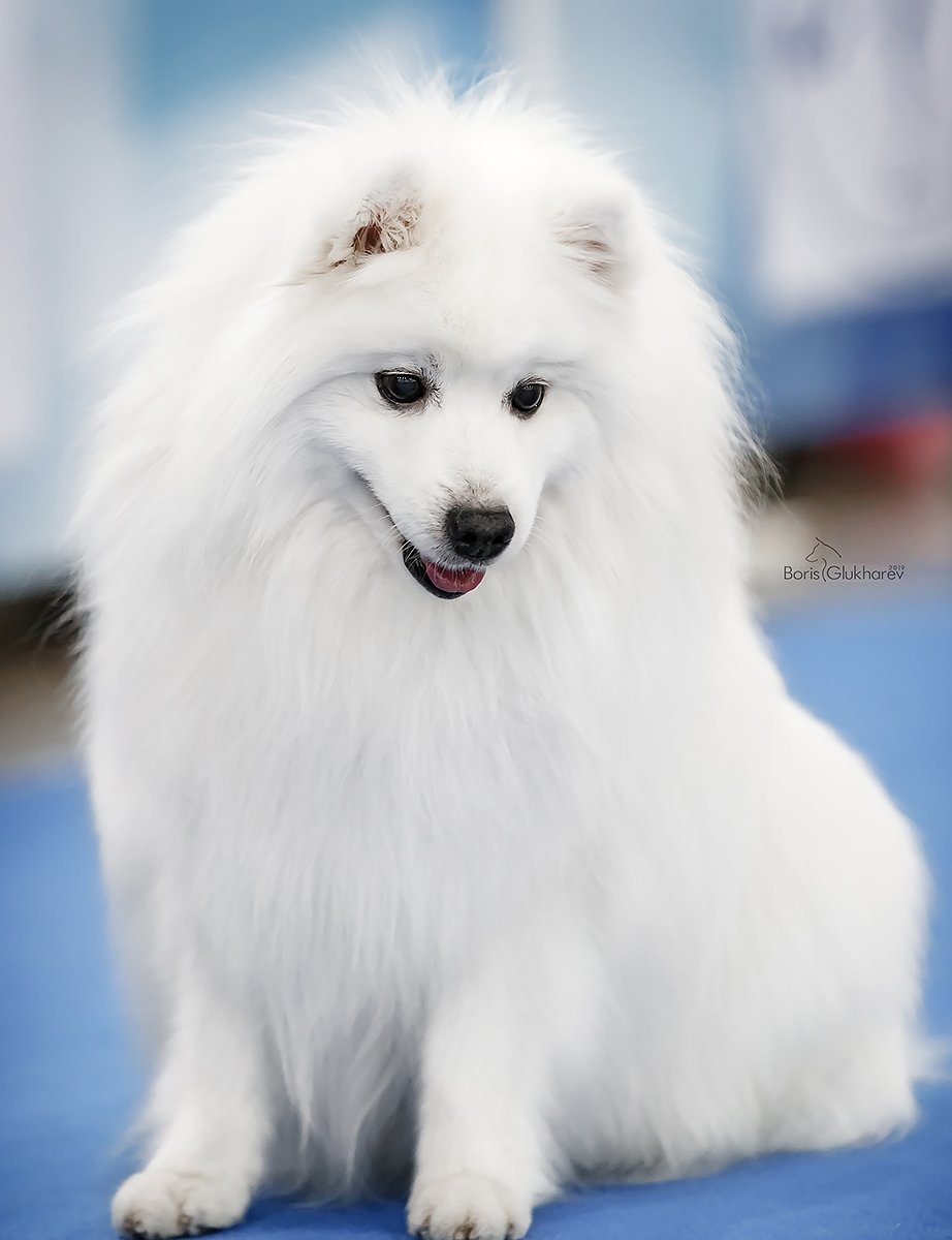 MAHO MIRAI Dog breeder