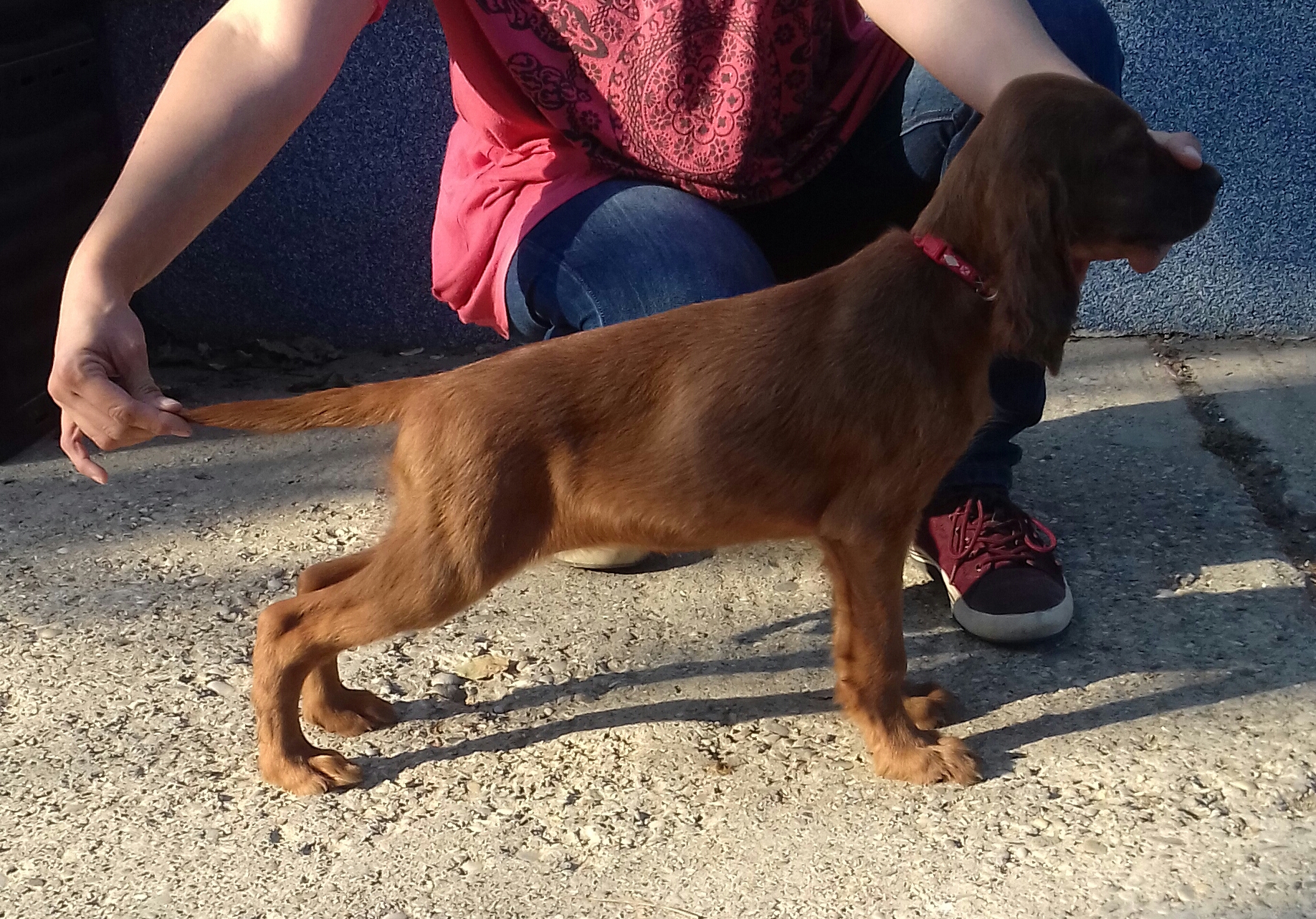 CUTE BEAST Dog breeder