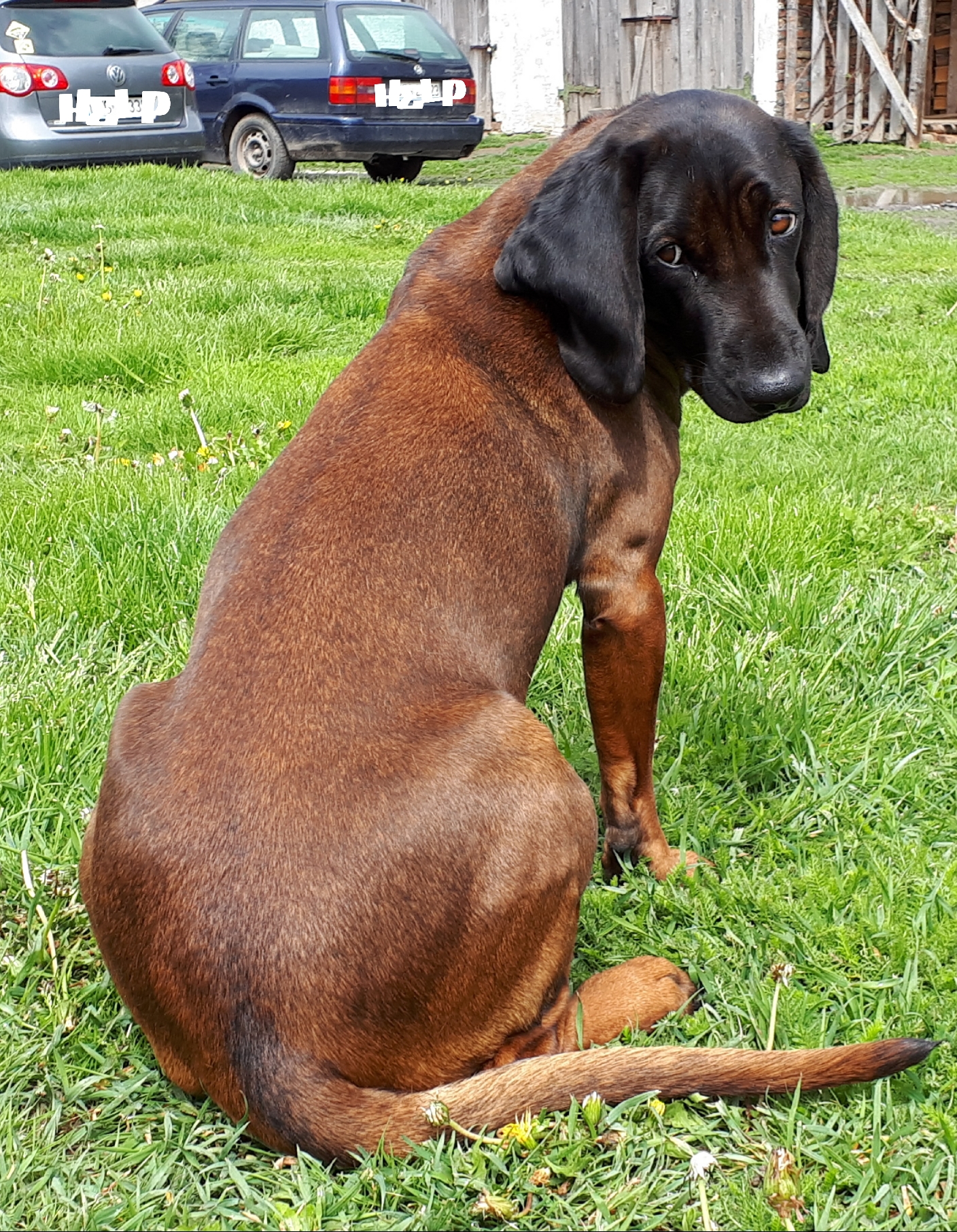 JOLI YENNEFER Airgialla FCI