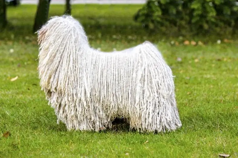 Hungarian White Rasta Derűs