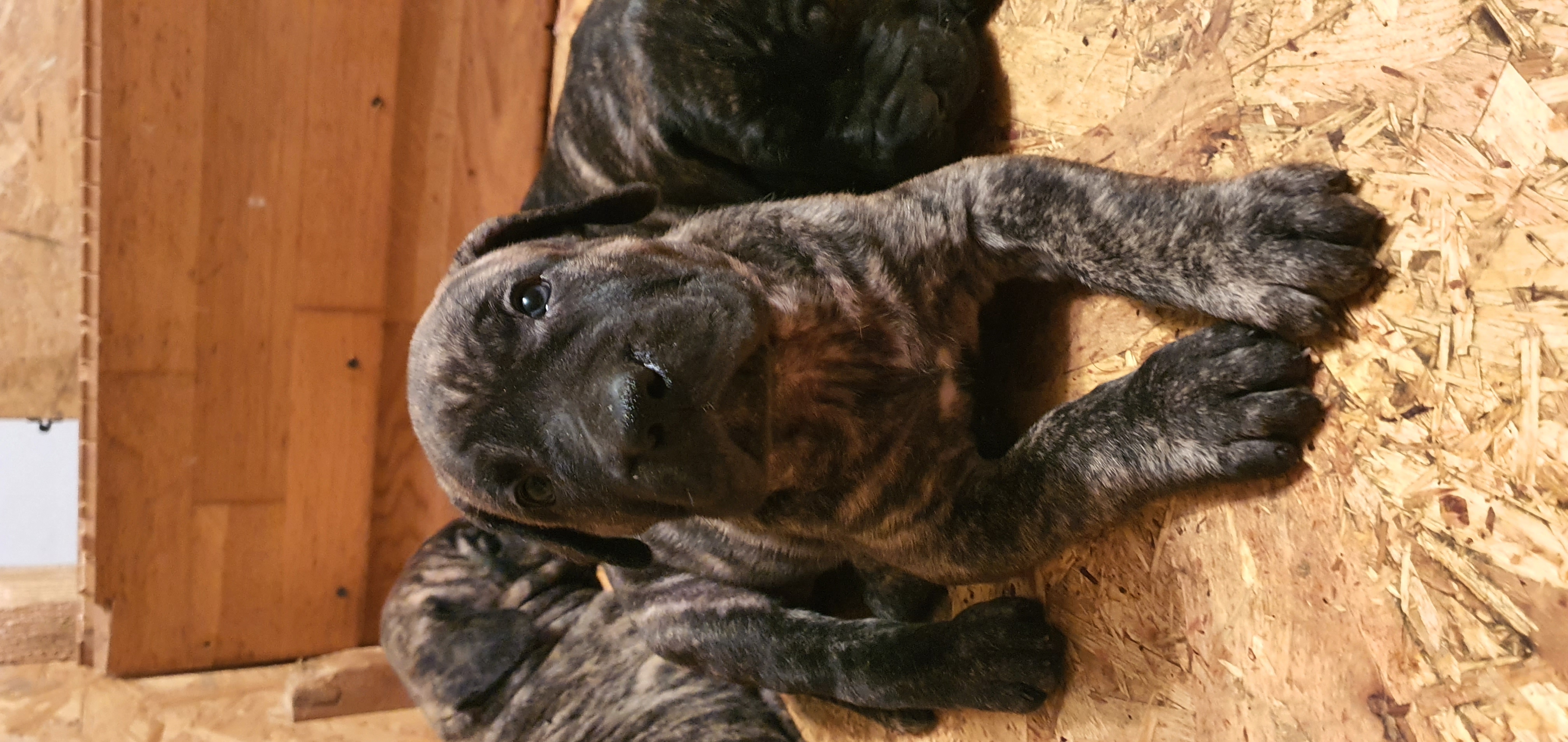 Elza Bad Dogz Canario