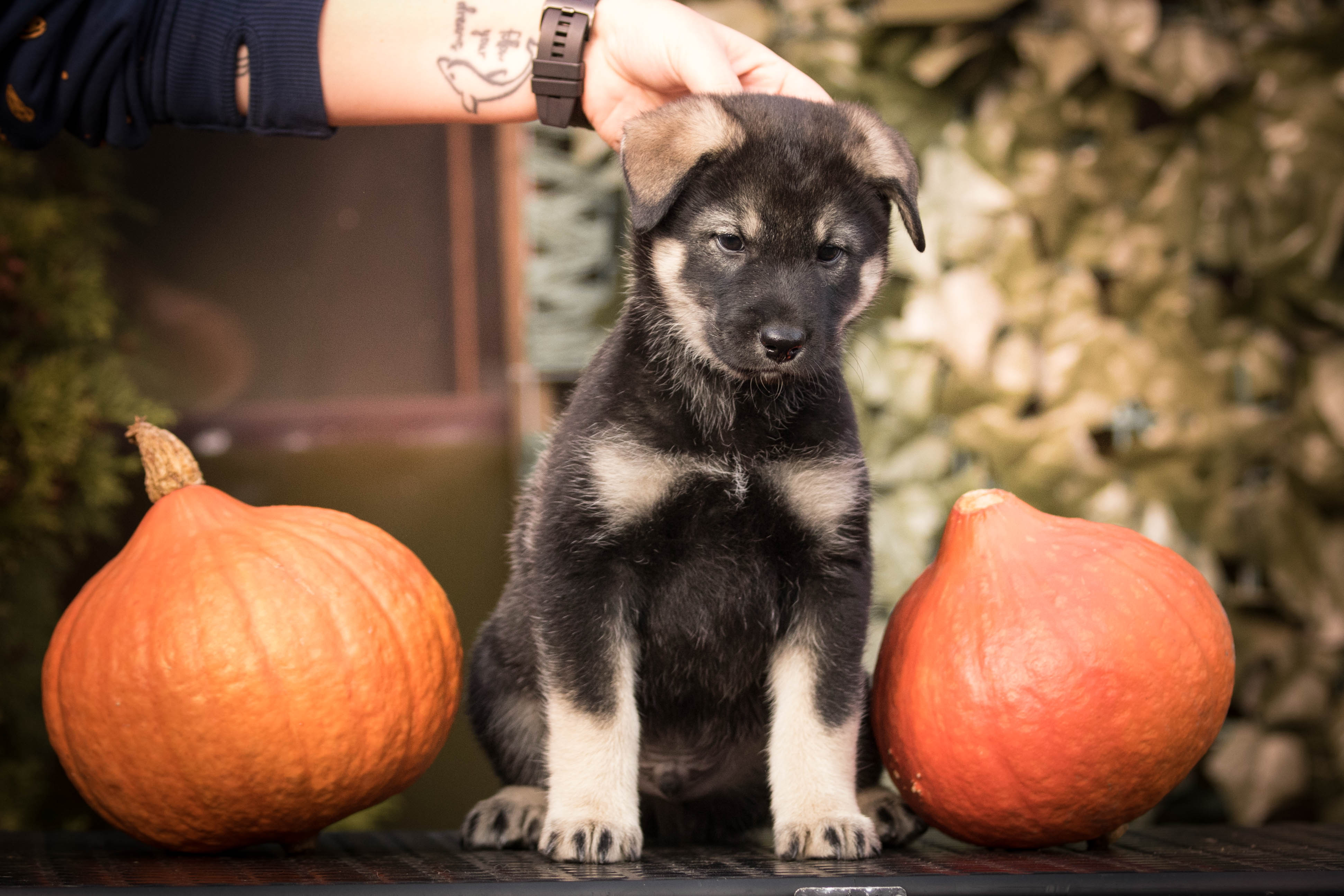 ChanYeol of Yuukitohokori (FCI)