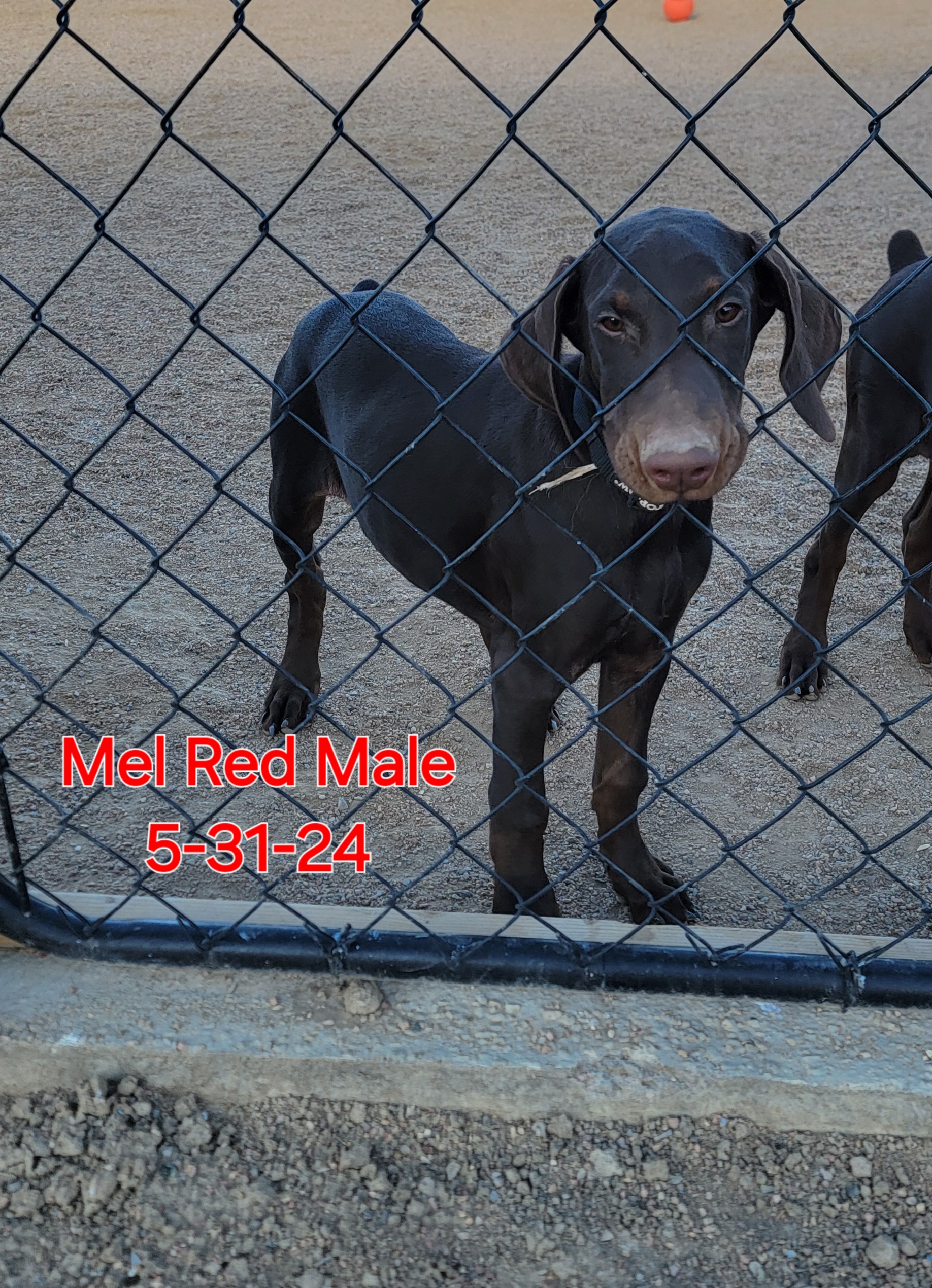 Melanistic Red
