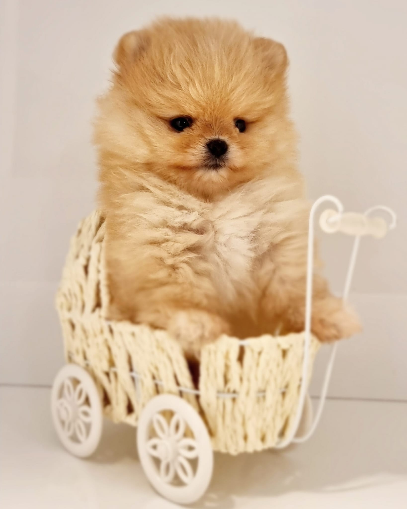 Bubu