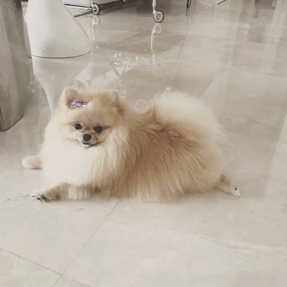 LAKY SHARM Dog breeder