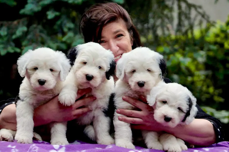 Shero Woo Dog breeder