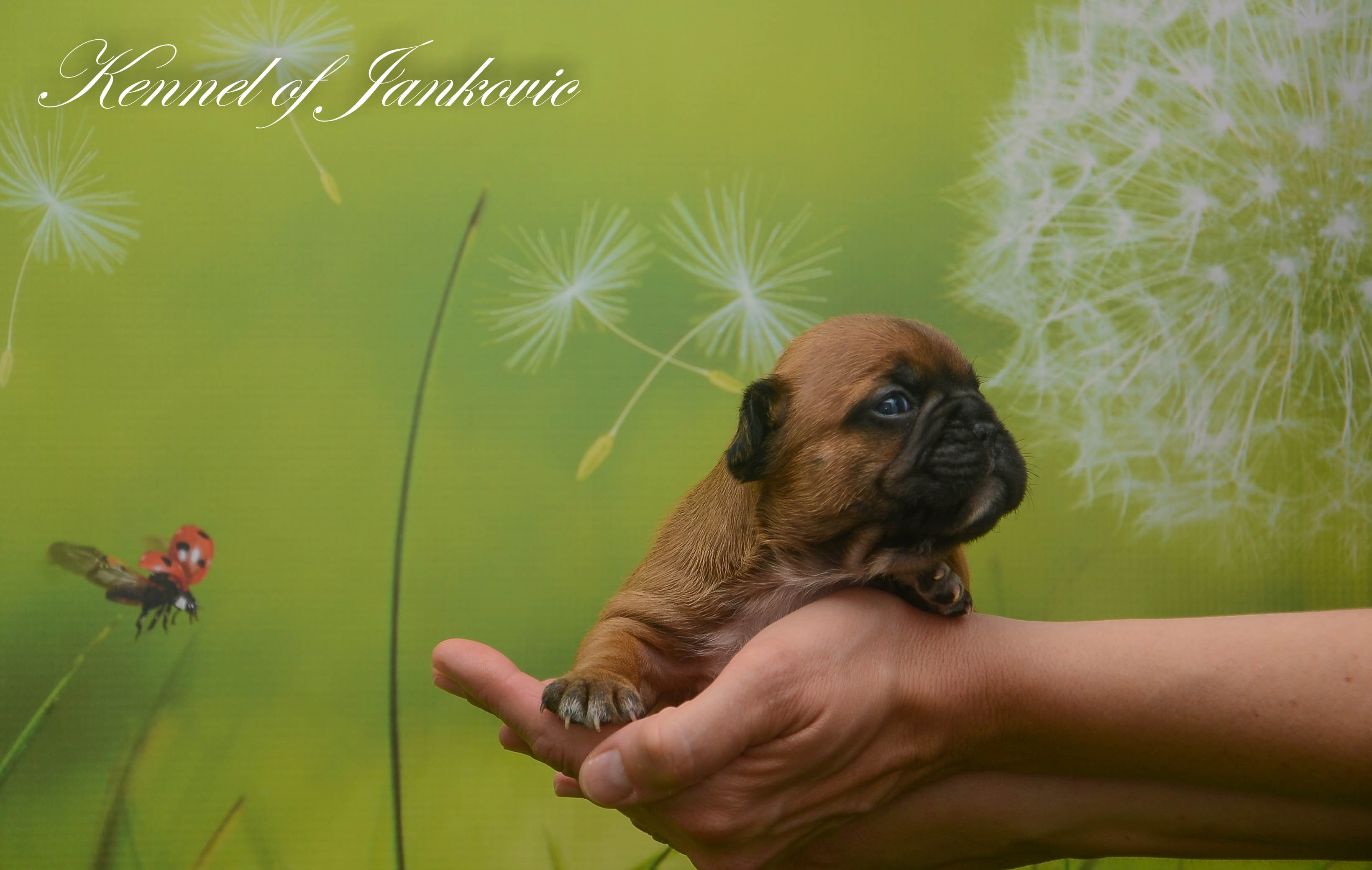 Bulldog from Semendria Korea