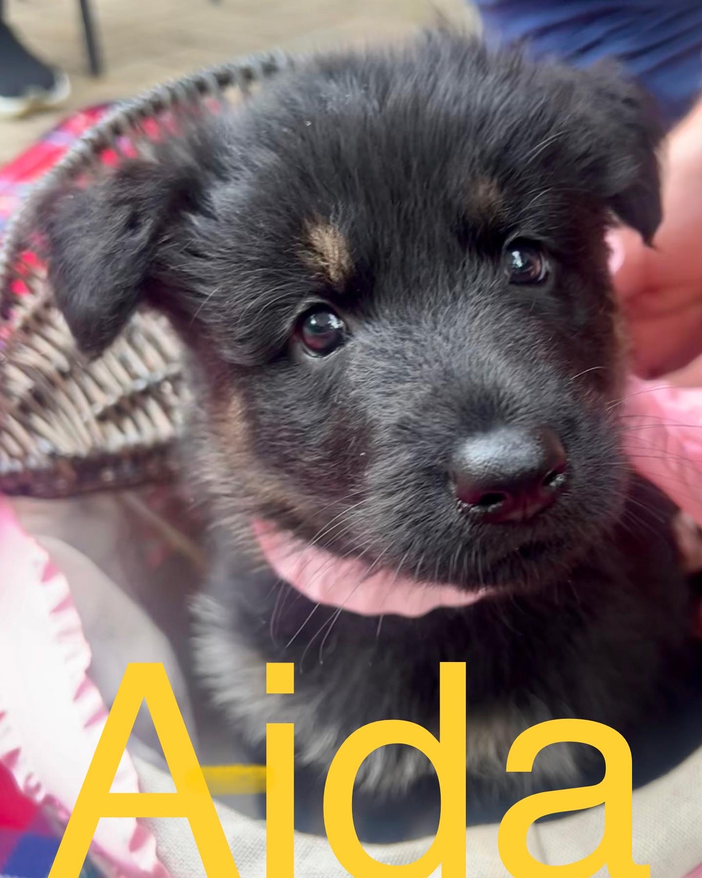 Aida