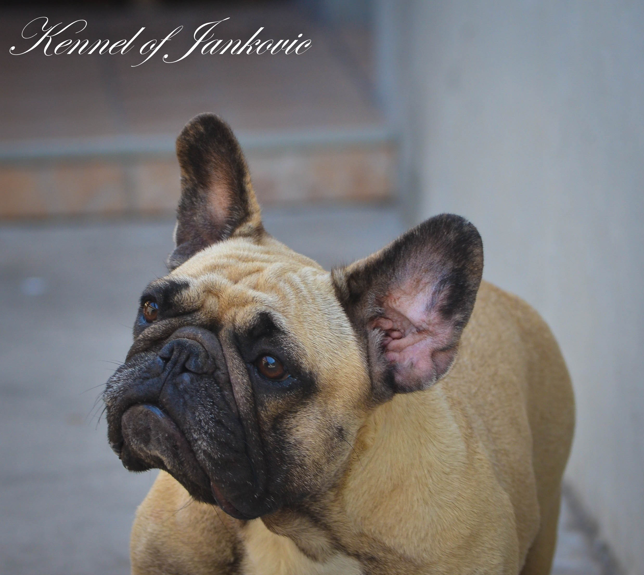 Bulldog from Semendria Frida Kahlo