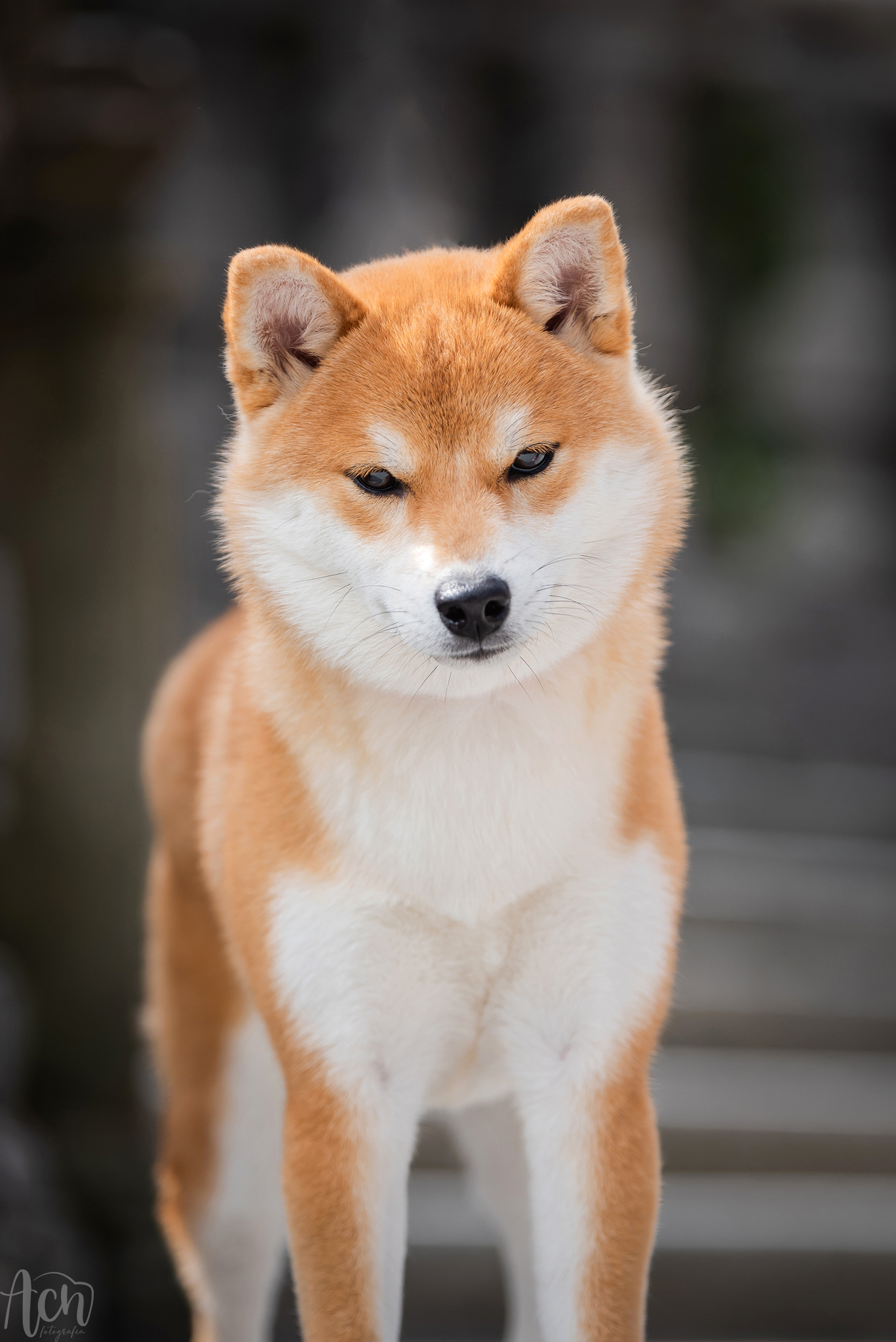 Ashimari No Hanabi Go Yuukitohokori