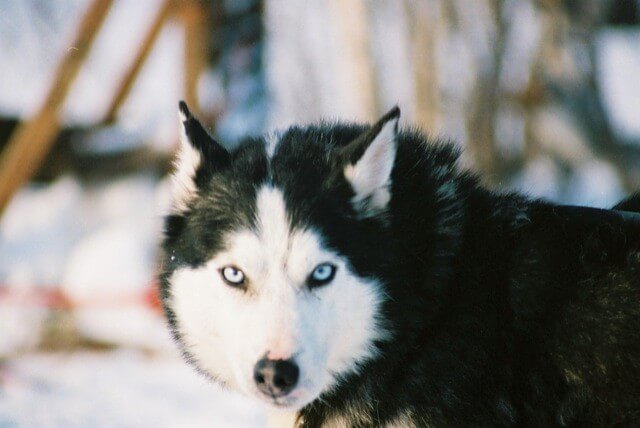 White Husky Wolf Mix