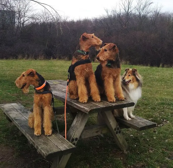 Vom Wiener-Stern Dog breeder