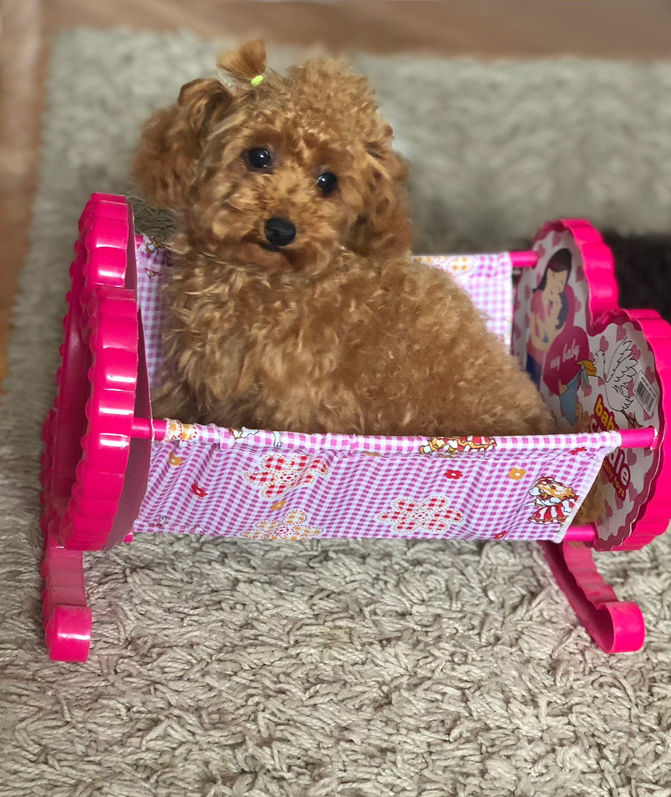 Bella Cinderella of Limesa