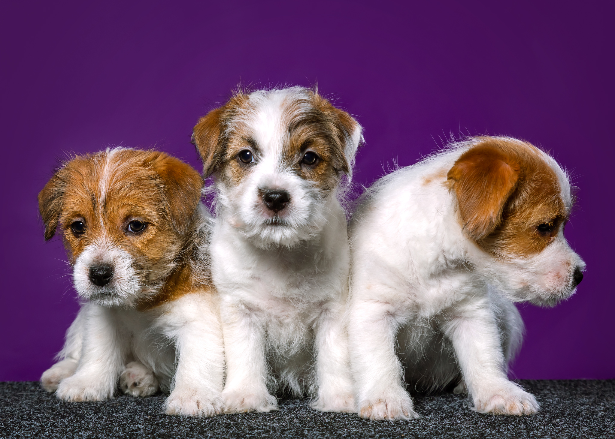 MAINSTREAM JACK Dog breeder