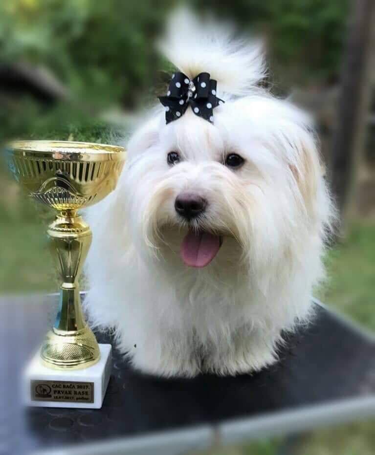 Blue Angel Yorkie Dog breeder