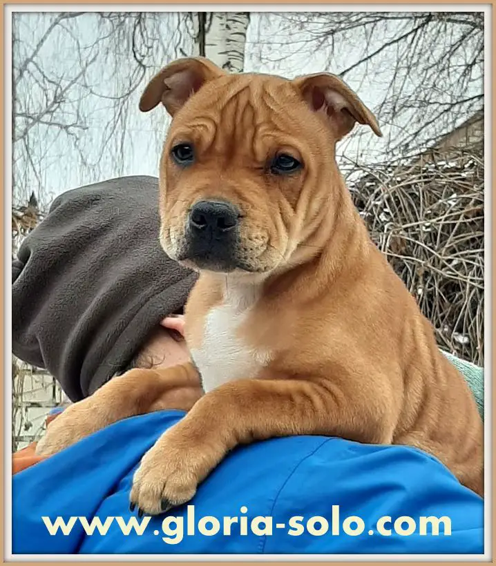 Gloria-Solo Brandy