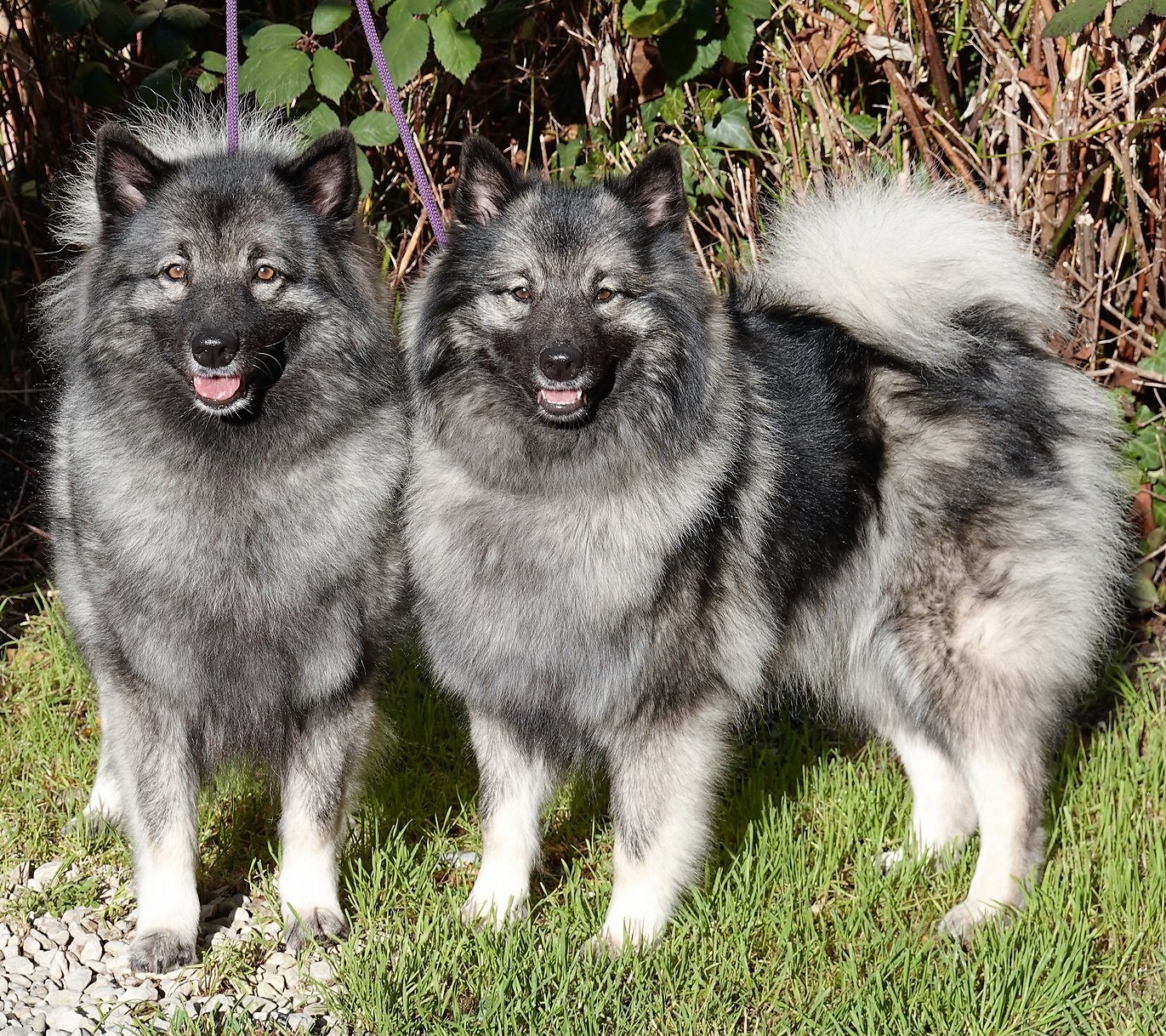 von Fritzi´s Wölfen Dog breeder