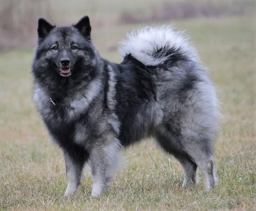 Conny von Fritzi´s Wölfen