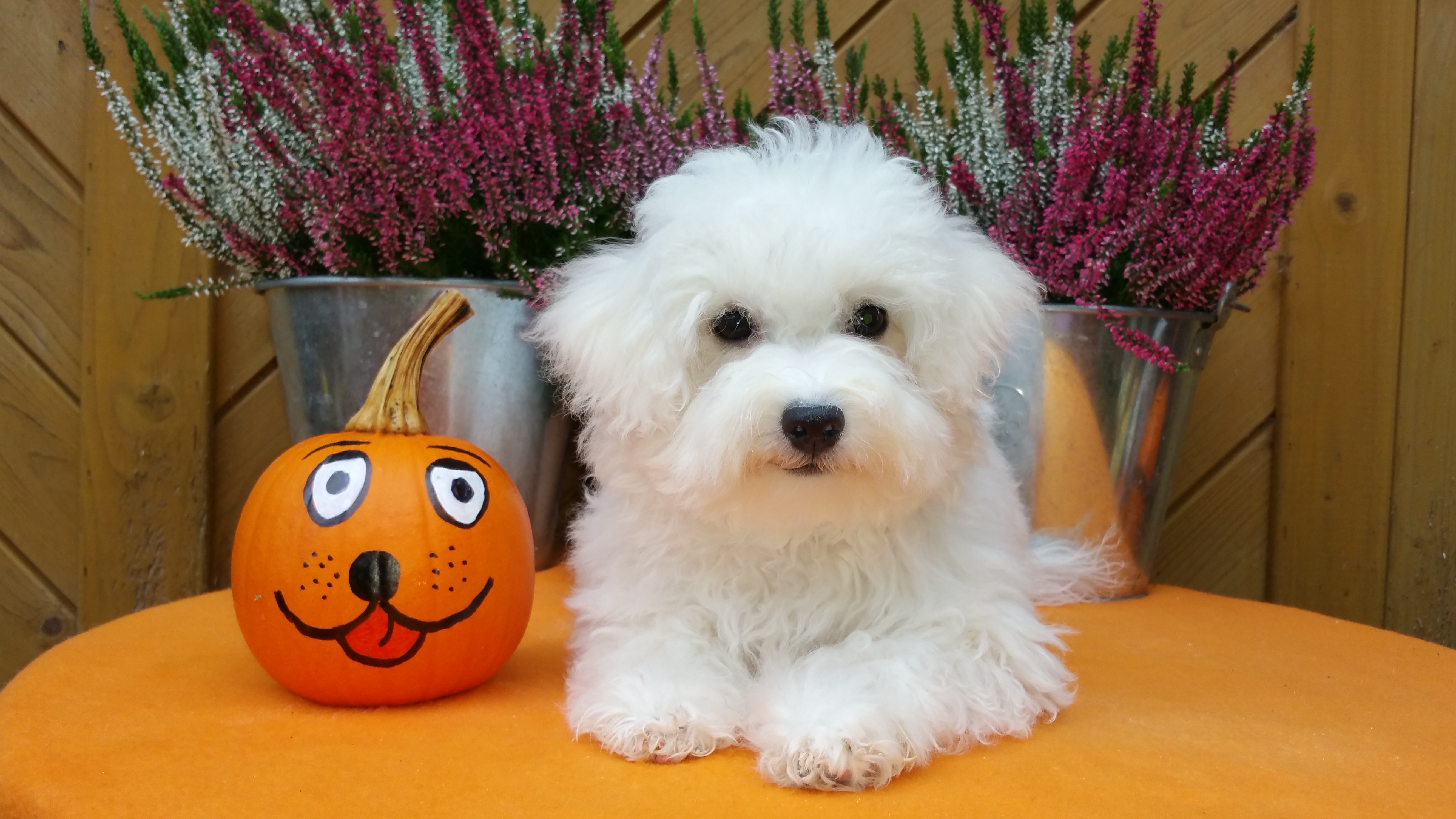 Sandra's Dog breeder