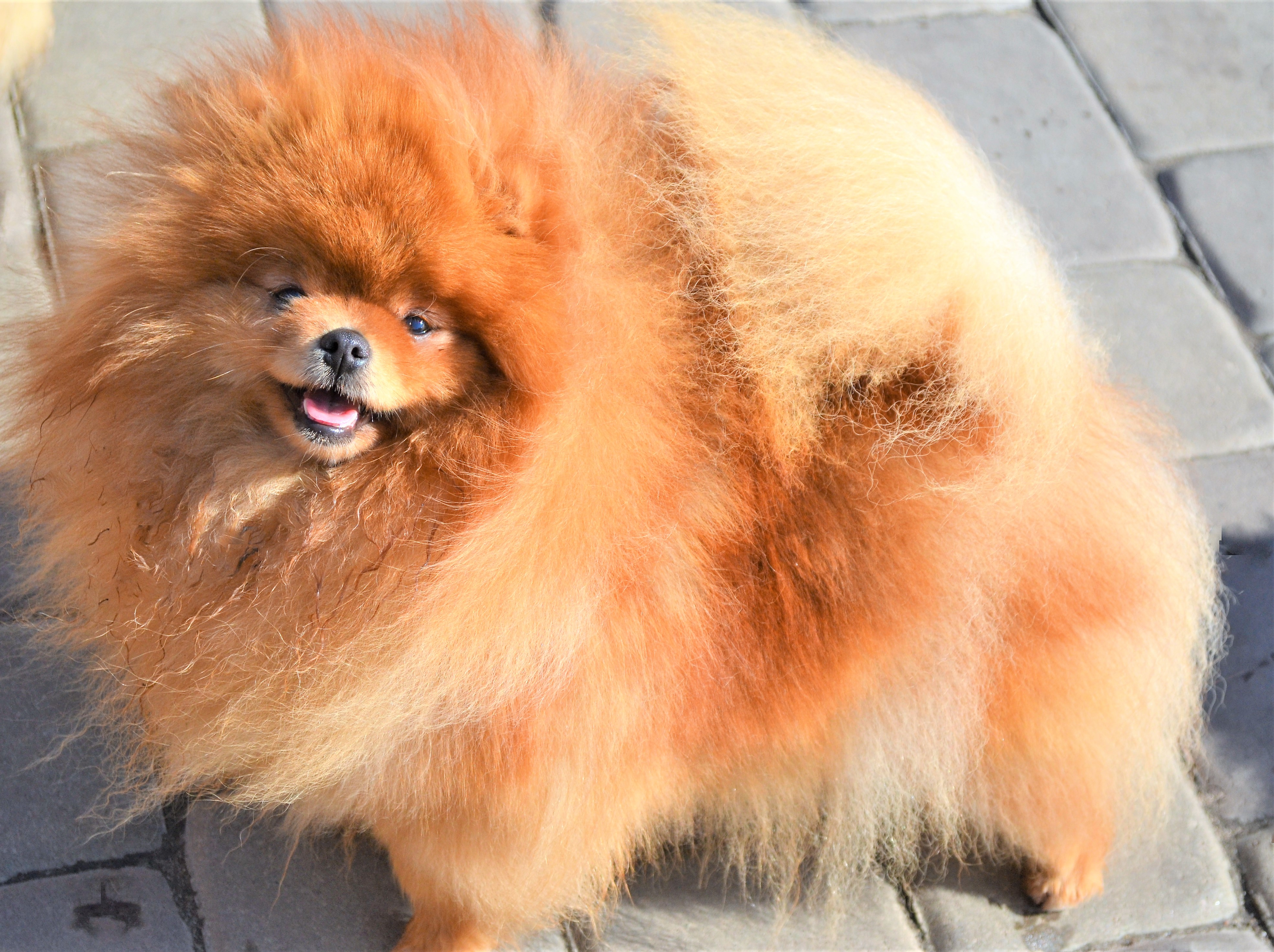 VELES STARLIGHT ANABEL